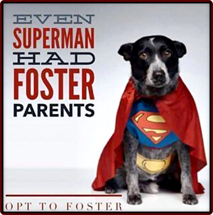 FOSTER PARENTS ARE THE REAL SUPER HEROES! - Animalert's Blog - Animalert